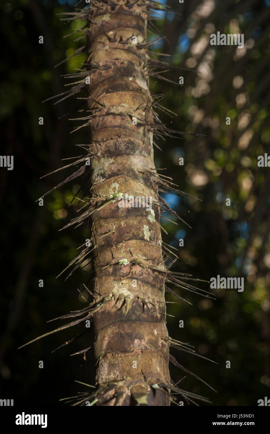 Stacheln auf einer Palme in den Amazonas-Regenwald in der Nähe von ...