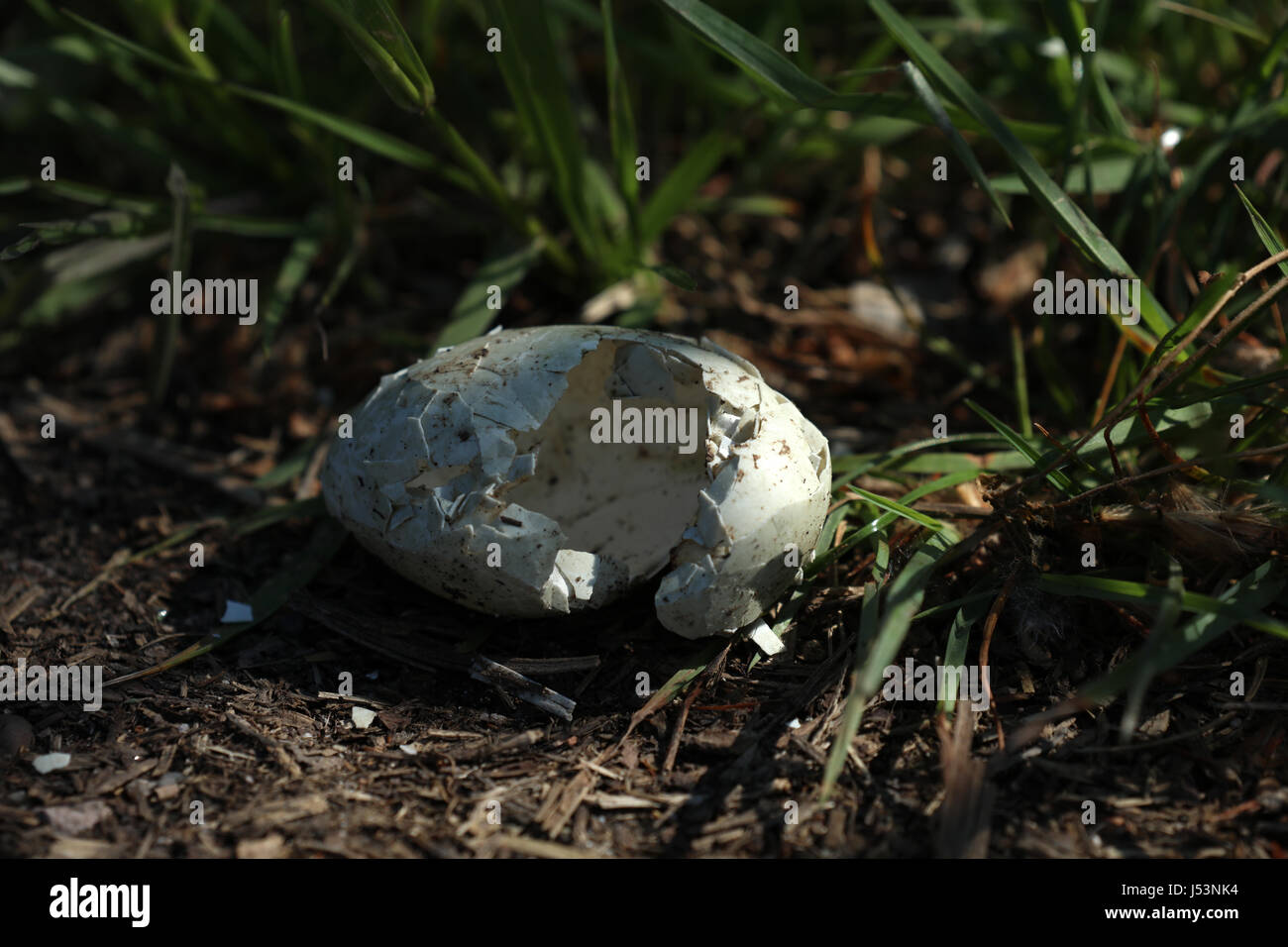 Ei schale -Fotos und -Bildmaterial in hoher Auflösung – Alamy
