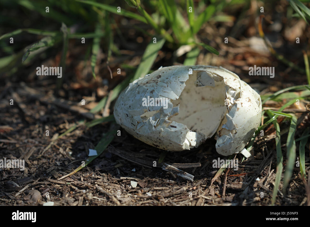 Ei schale -Fotos und -Bildmaterial in hoher Auflösung – Alamy