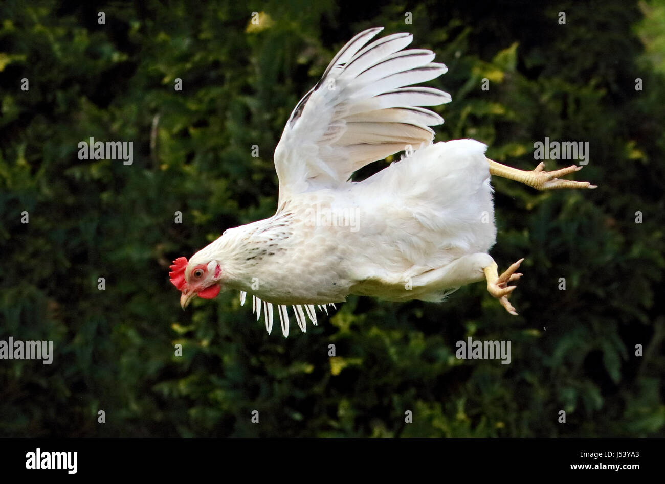 Flying hen -Fotos und -Bildmaterial in hoher Auflösung – Alamy