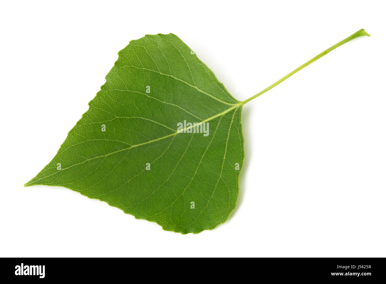 Poplar tree isolated on white -Fotos und -Bildmaterial in hoher ...
