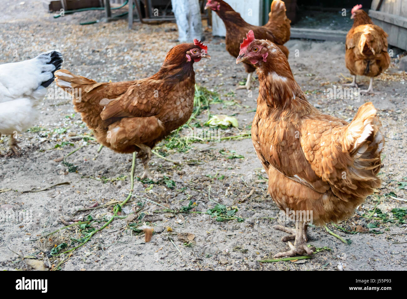 Mehrere rote Huhn auf dem Bauernhof (Rassen: Redbro, Lohmann Brown ...