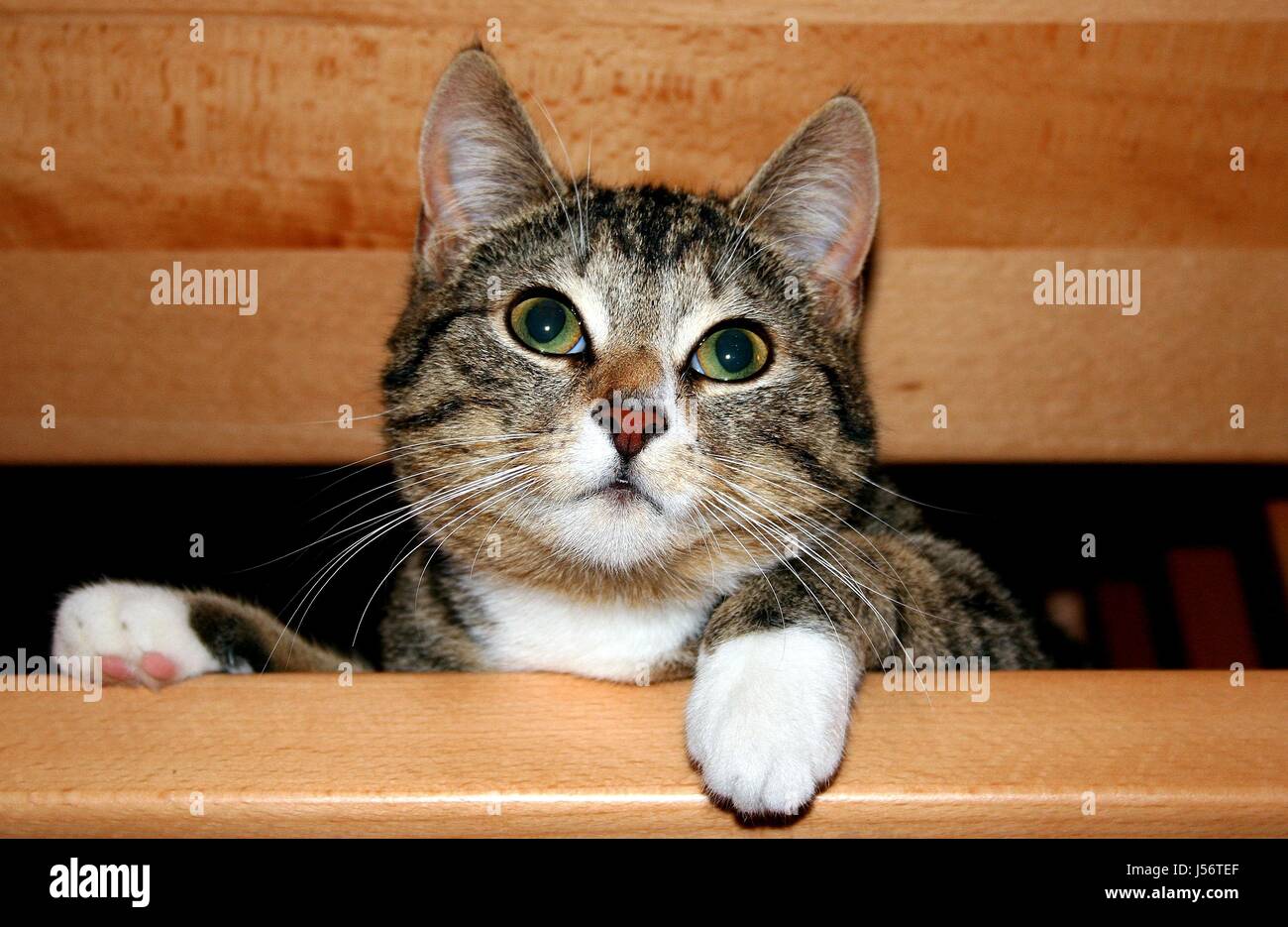 Neugieriges foto -Fotos und -Bildmaterial in hoher Auflösung – Alamy