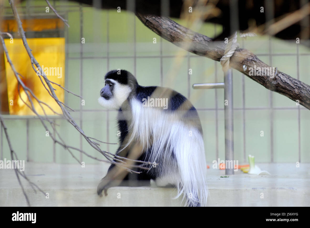 Zoo of frankfurt zoo -Fotos und -Bildmaterial in hoher Auflösung ...