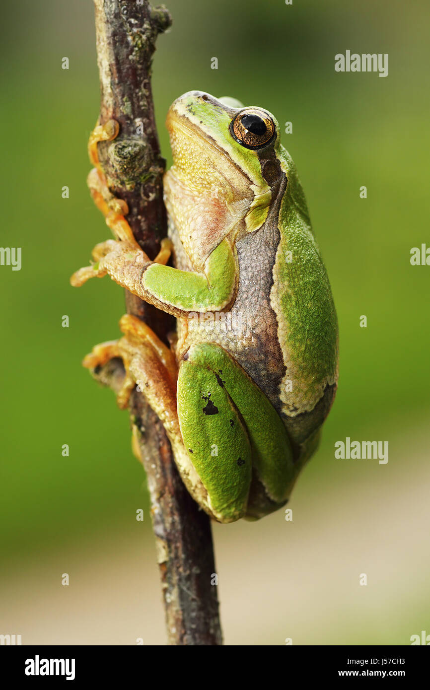 Frosch klettern -Fotos und -Bildmaterial in hoher Auflösung – Alamy