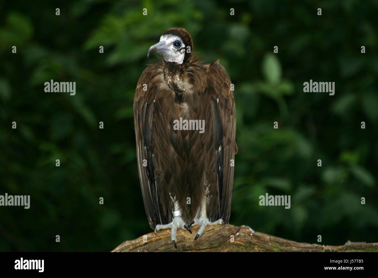 Auf demt -Fotos und -Bildmaterial in hoher Auflösung – Alamy