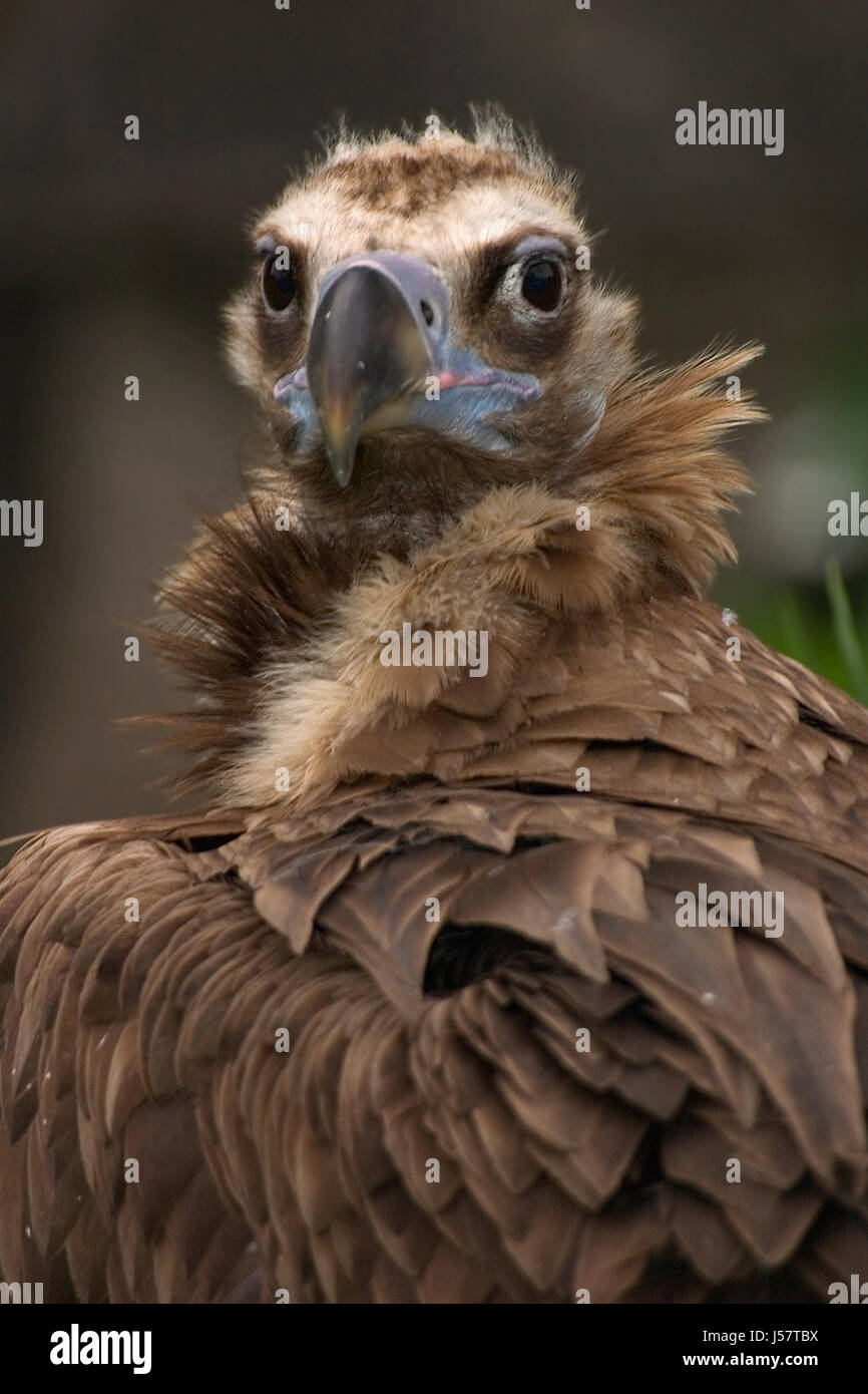 Zoo Raptor Greifvögel Federn Schnabel Geier Scavenger Gefieder lauern ...