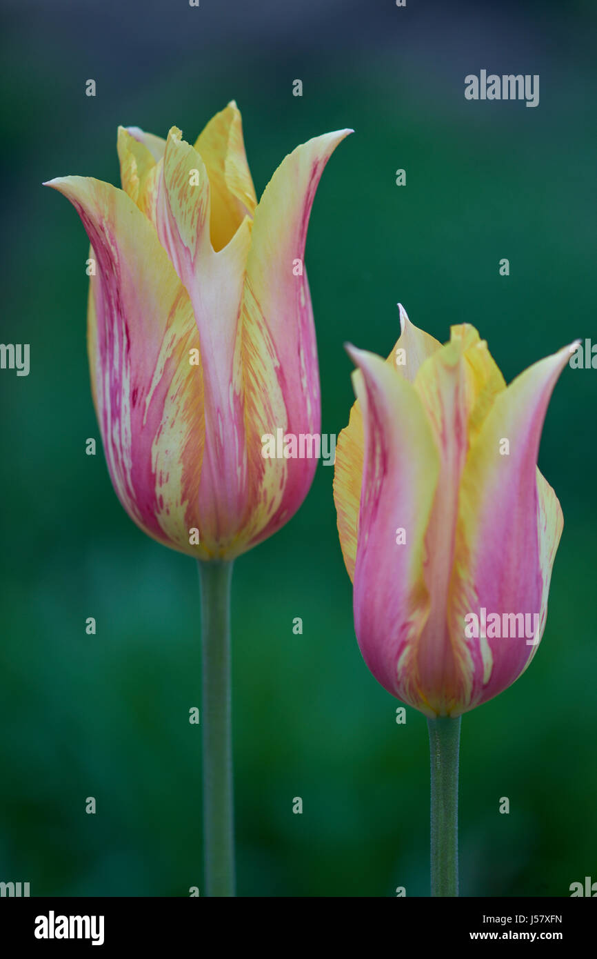 Tulpe mona lisa blume hautnah -Fotos und -Bildmaterial in hoher Auflösung – Alamy