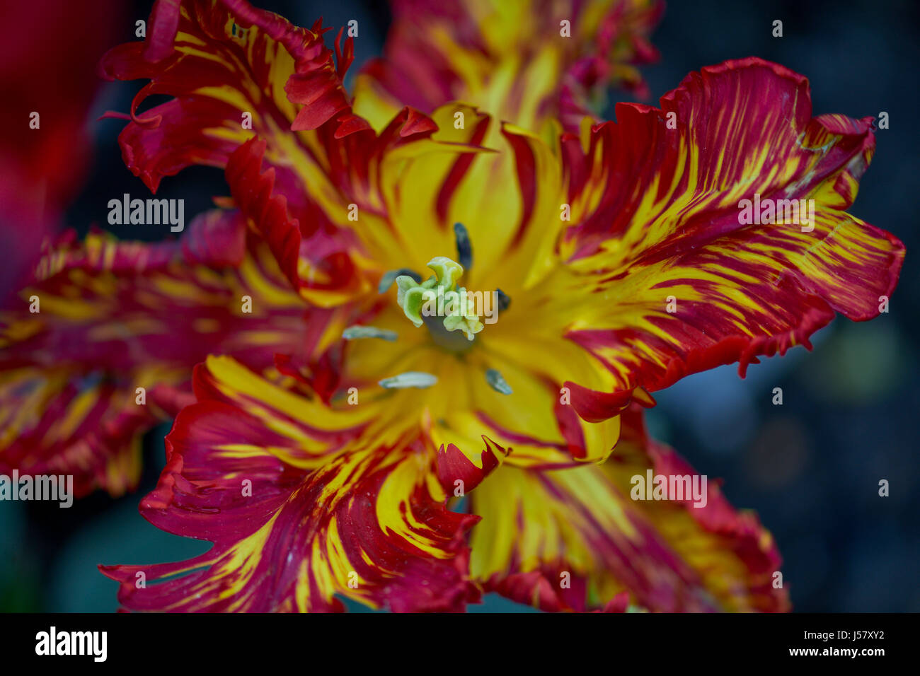 Rote und gelbe Tulpe mit gestreiften gezackten Blütenblatt Rändern Tulpe Texas Flame Fancy ...