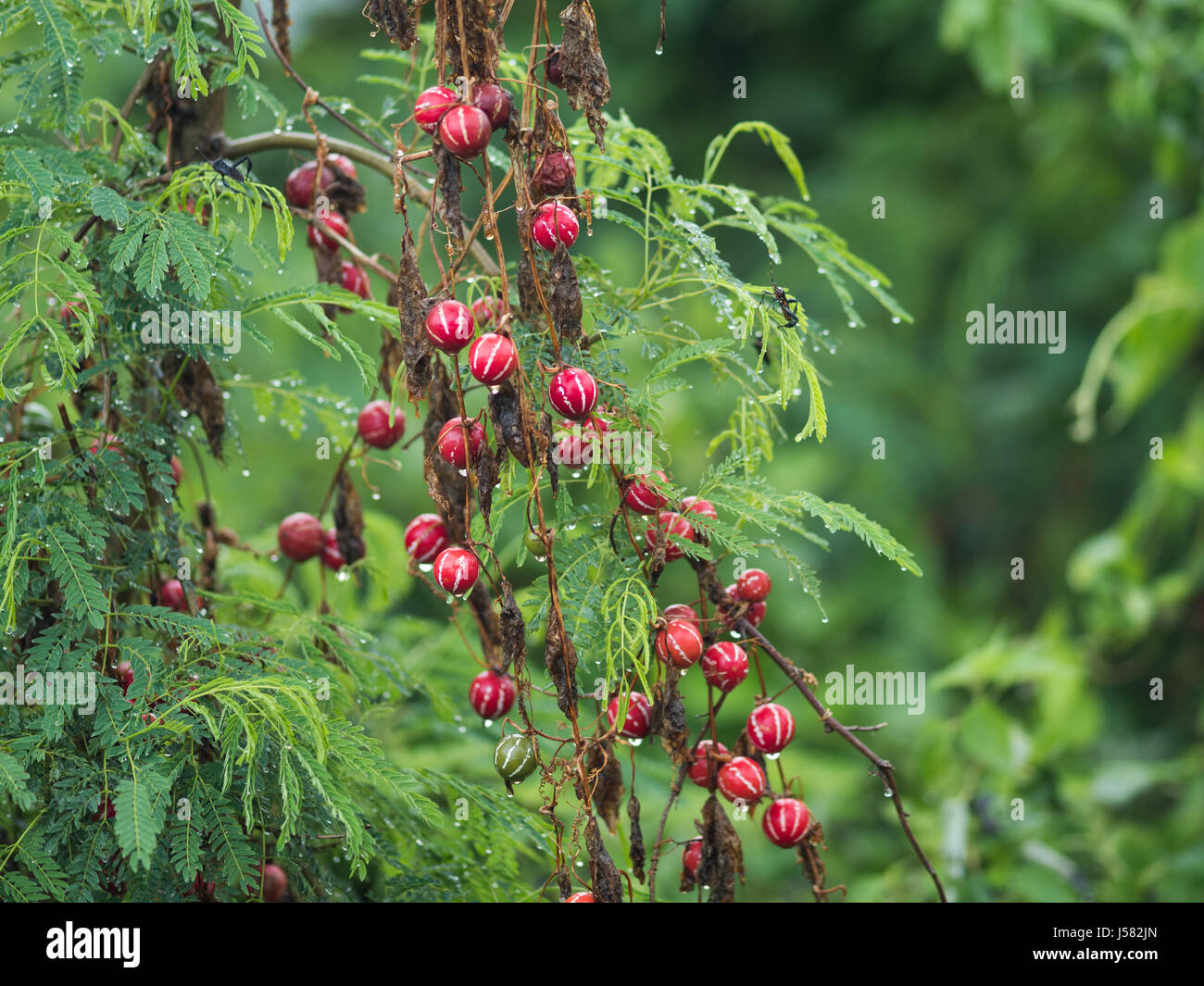 Diplocyclos palmatus -Fotos und -Bildmaterial in hoher Auflösung – Alamy