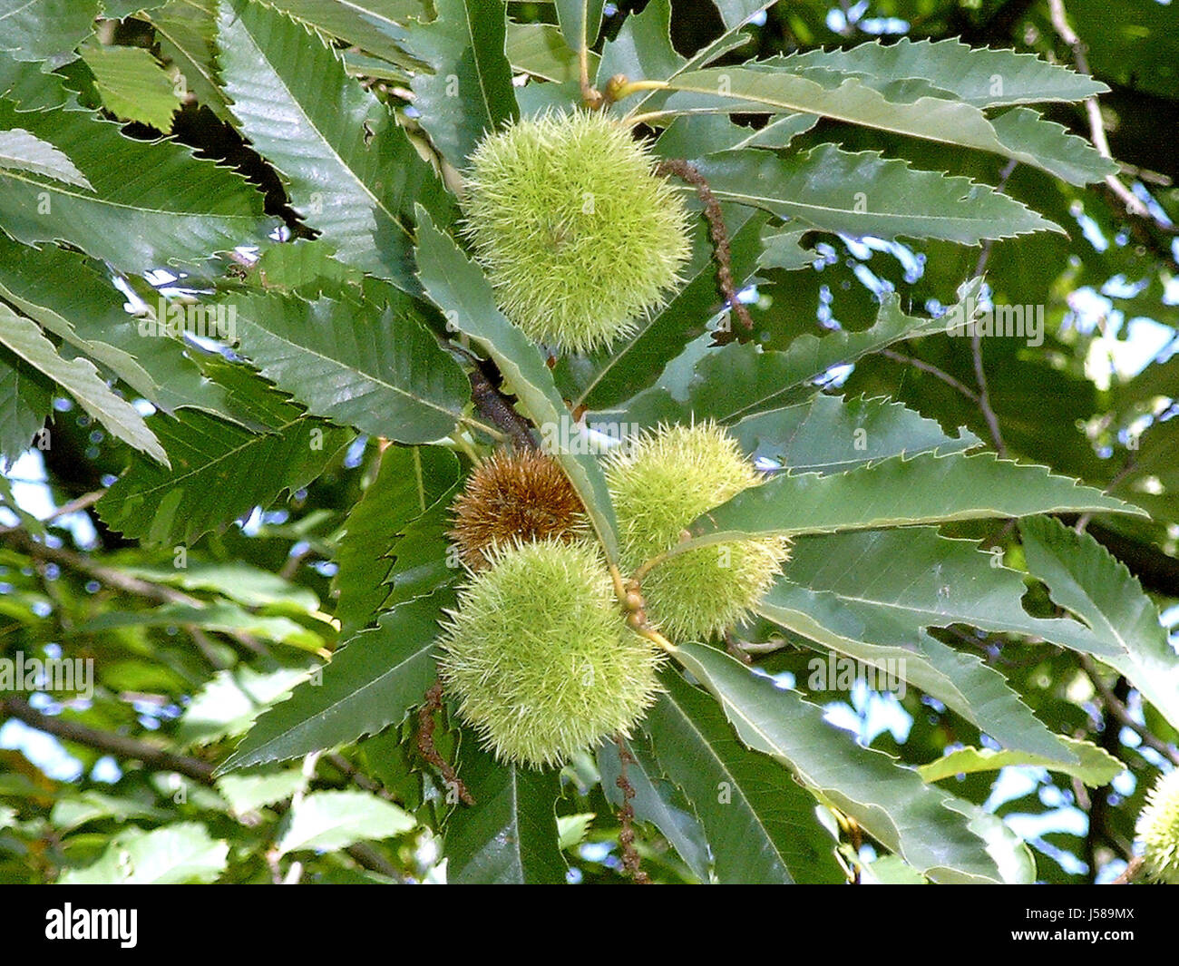 Baum Laubbaum Naturschutz Sommer sommerlich Stammarten Früchte ...