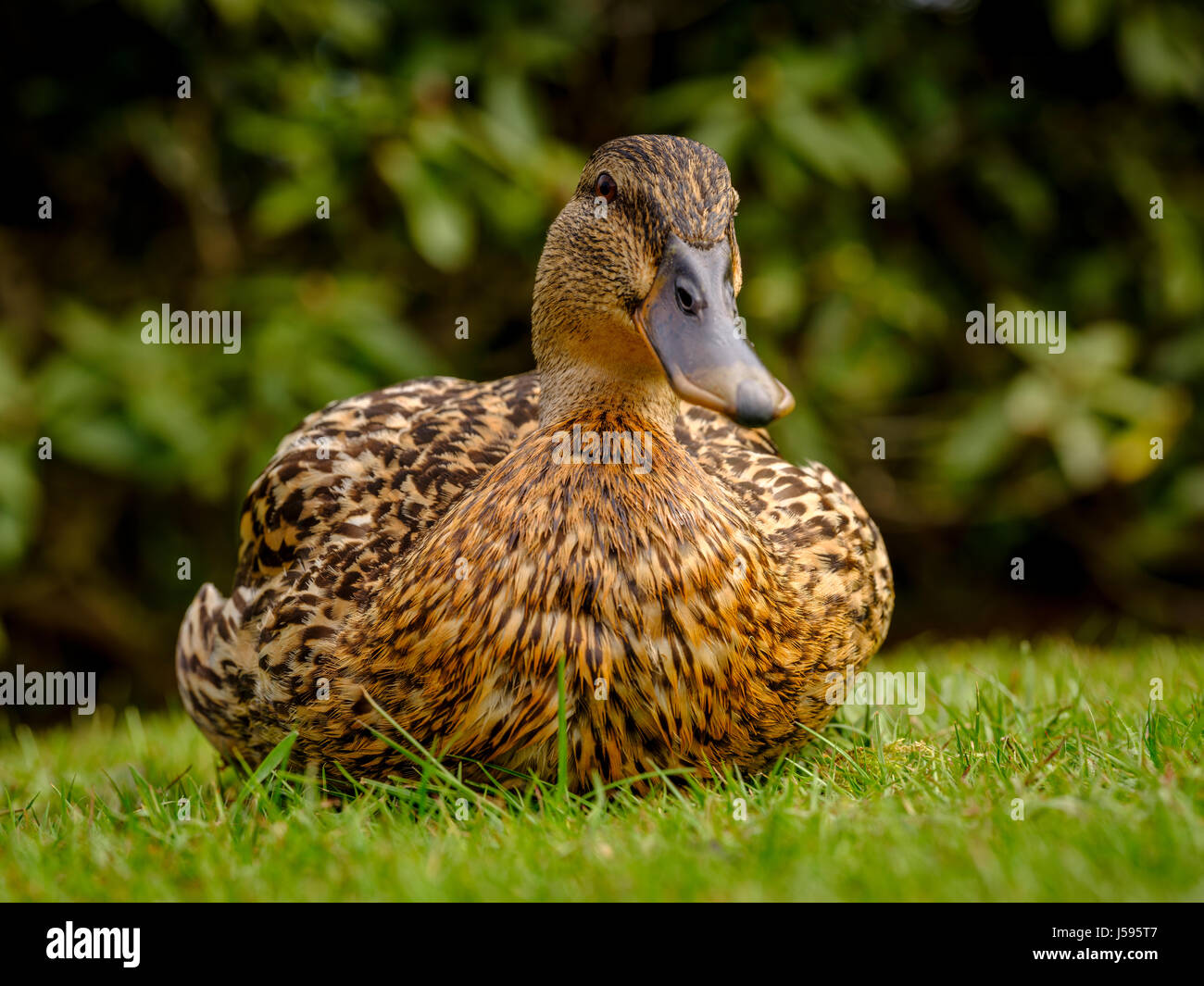 Close-up Aufnahmen von Mallard Enten (Anas Platyrhynchos) im Frühsommer ...