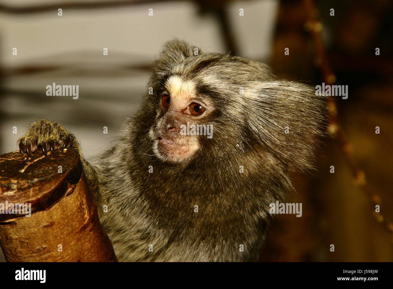 Kleinerer affe -Fotos und -Bildmaterial in hoher Auflösung – Alamy