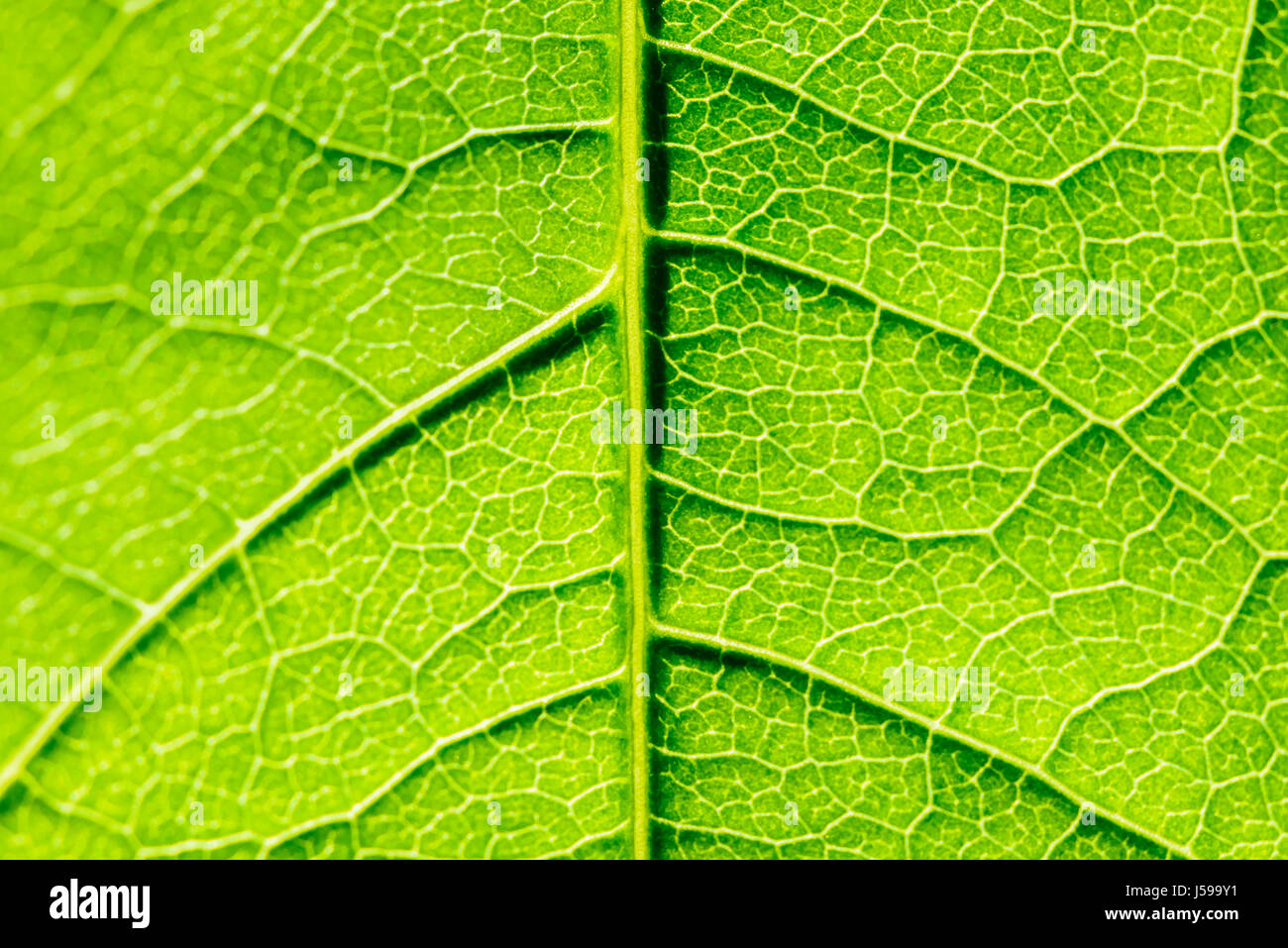 Grünes Blatt-Textur mit sichtbaren Spaltöffnungen der äußeren Epidermis ...