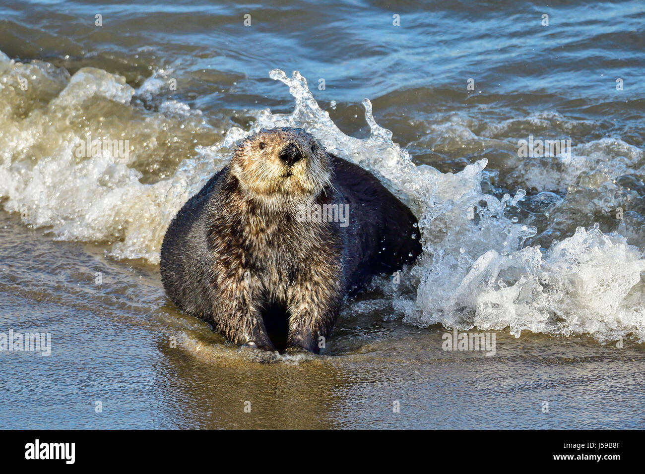 California sea otter enhydra lutris -Fotos und -Bildmaterial in hoher Auflösung – Alamy