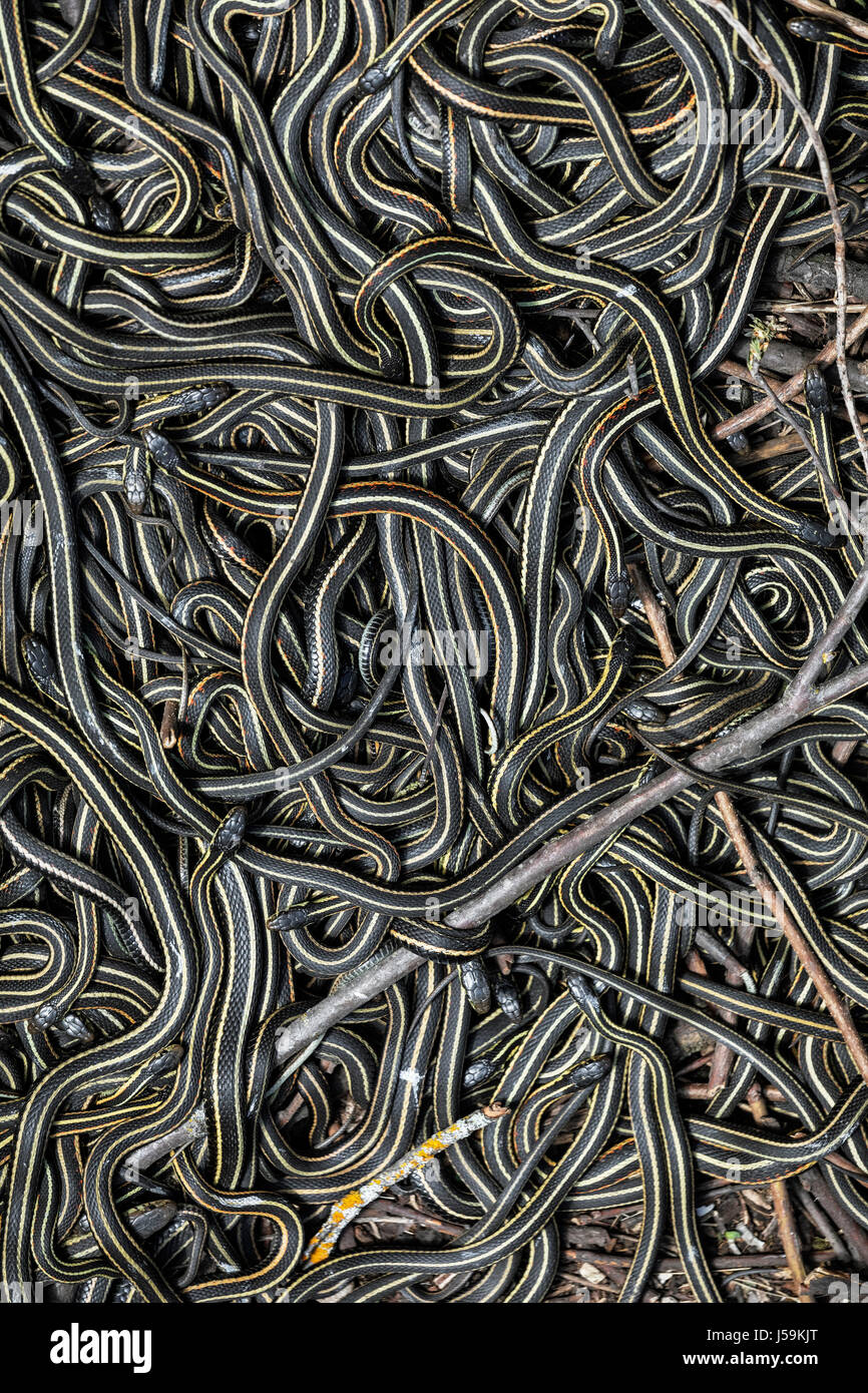 Viele schlangen -Fotos und -Bildmaterial in hoher Auflösung – Alamy