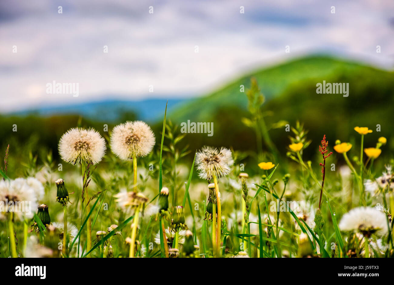 Löwenzahn-Feld in ländlichen Tal. Landschaft in Bergen bei ...
