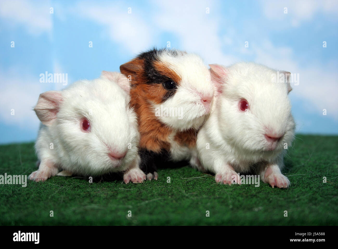 Crested meerschweinchen -Fotos und -Bildmaterial in hoher Auflösung – Alamy