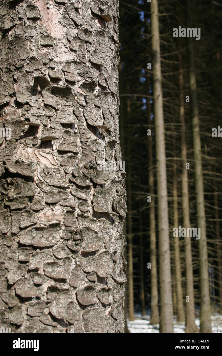 Baum Bäume Stamm Rinde Tanne Nadelbaum Hintergrund Hintergrund Wald ...