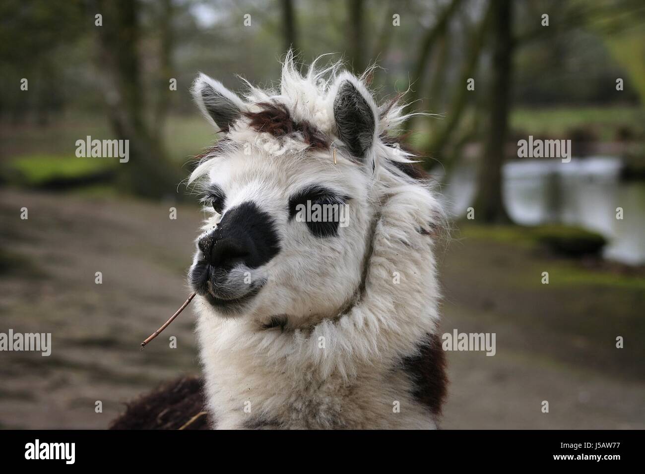 Ich stehe bei dir -Fotos und -Bildmaterial in hoher Auflösung – Alamy