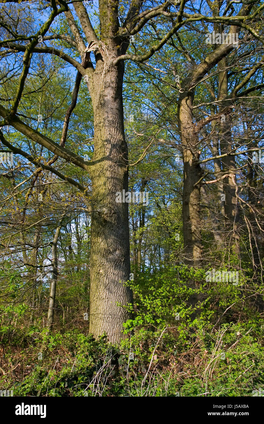 Deutsche eiche -Fotos und -Bildmaterial in hoher Auflösung – Alamy
