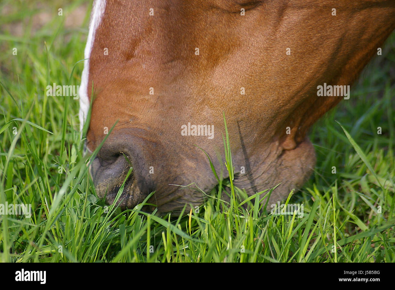 Pferd-grüne Schlucht verschlingen verschlingen klingen Weiden brauner ...