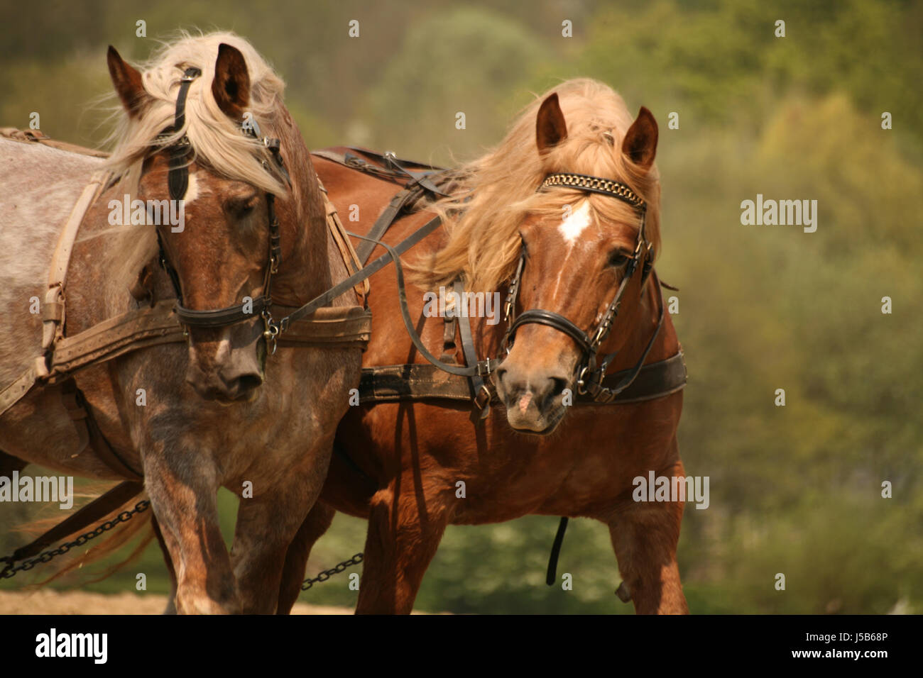 Landwirtschaft Landwirtschaft Feld Pferd Pferde früher Landwirt ...