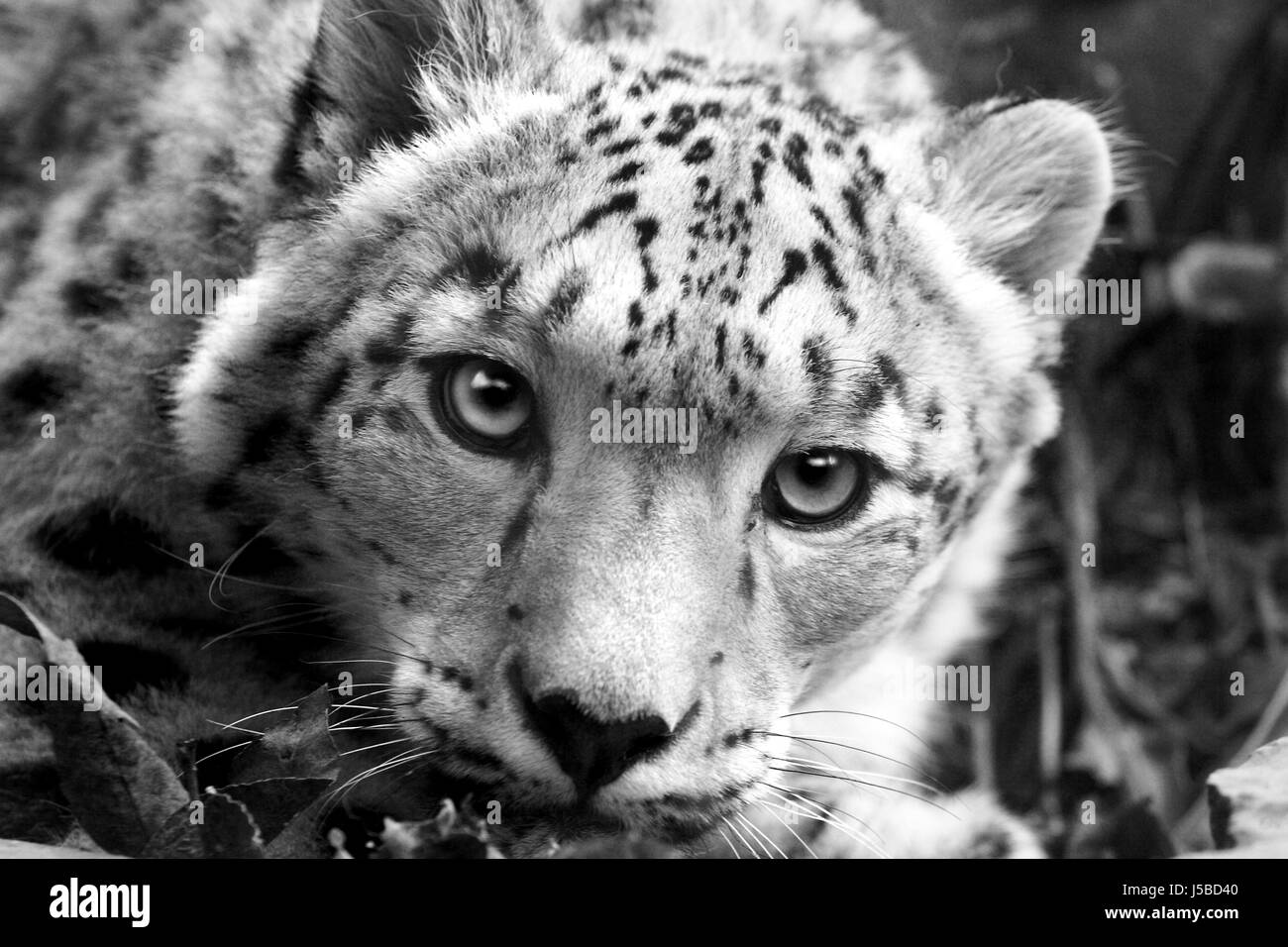 tierische Säugetier Tiere Löwe Katze Raubkatze Raubkatze Porträt Tiger ...