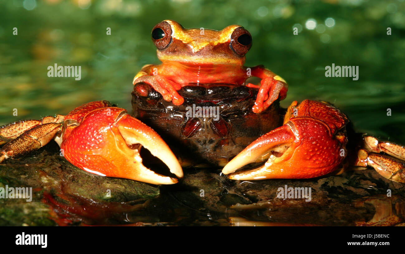 Amphibien Frosch Krebs Krabbe Frösche kalt kaltblütiges Tier Froschknig ...