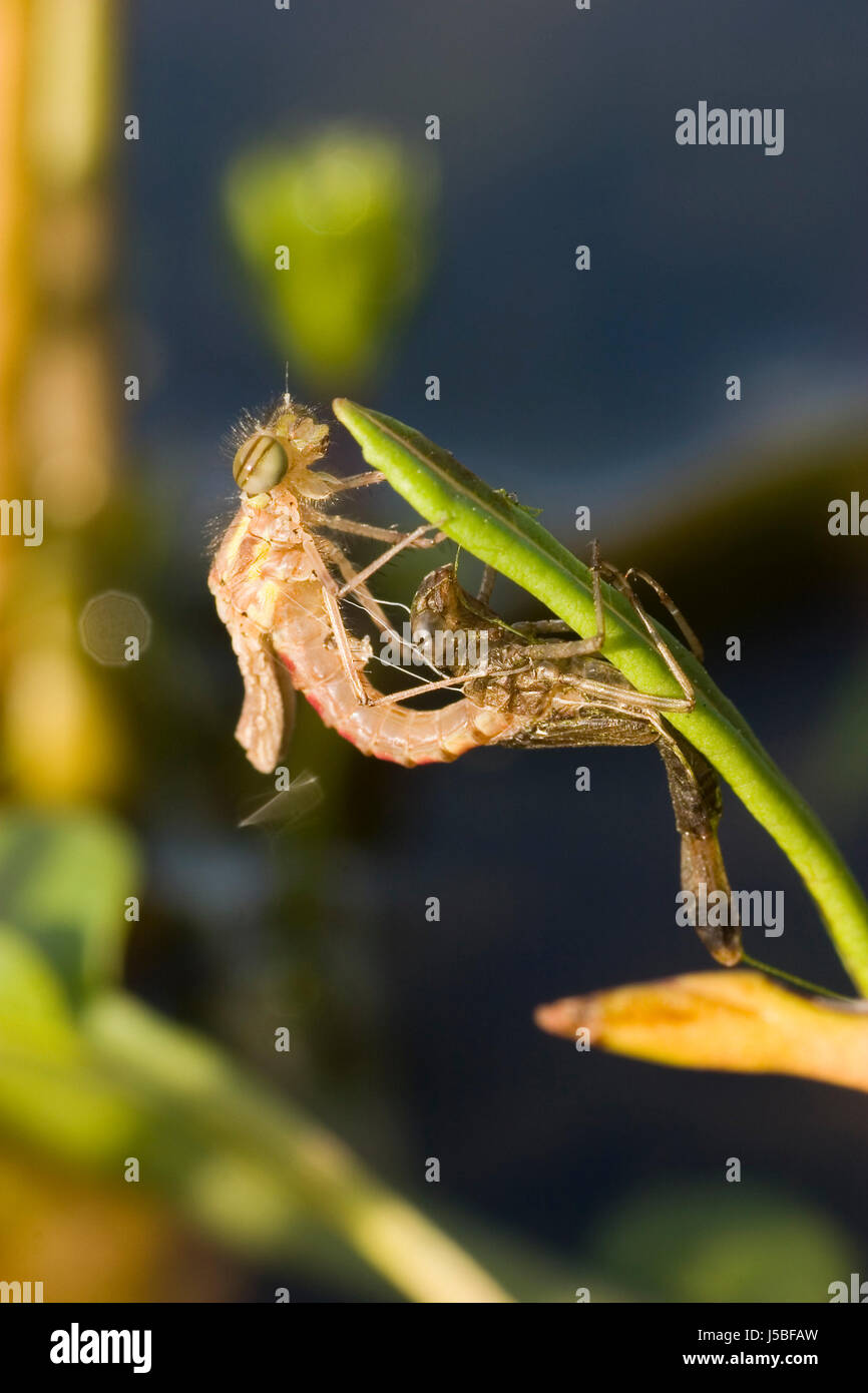 Insekten Tiere Libelle Metamorphose Larven schlüpfen Konvertierung ...