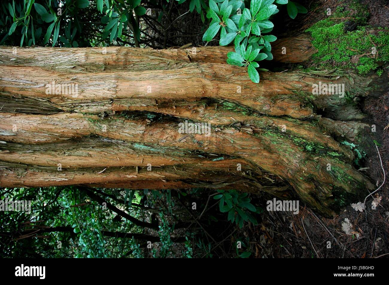 Baum Bäume Pflanze Rinde Moos Mammut Nadelbaum Holz Wald Natur Stamm ...