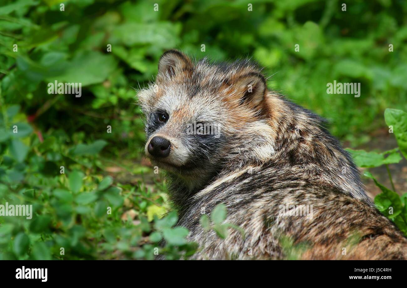 Marderhund enok animal -Fotos und -Bildmaterial in hoher Auflösung – Alamy