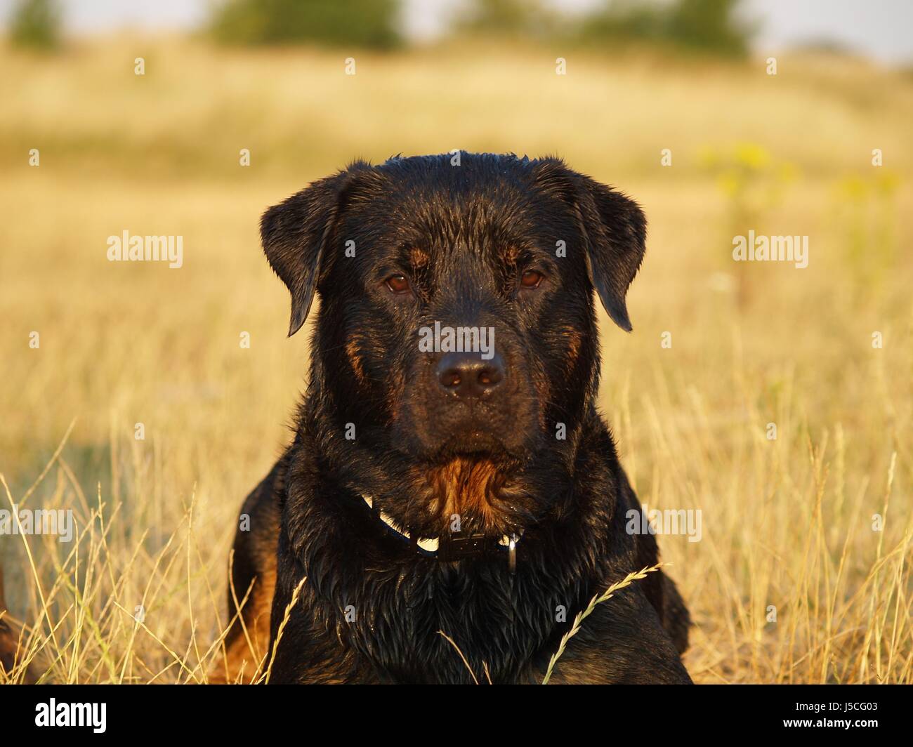 Hund Pedigree Hund Rottweiler Angriff Hund Rotti Hundebild Hundrasse ...