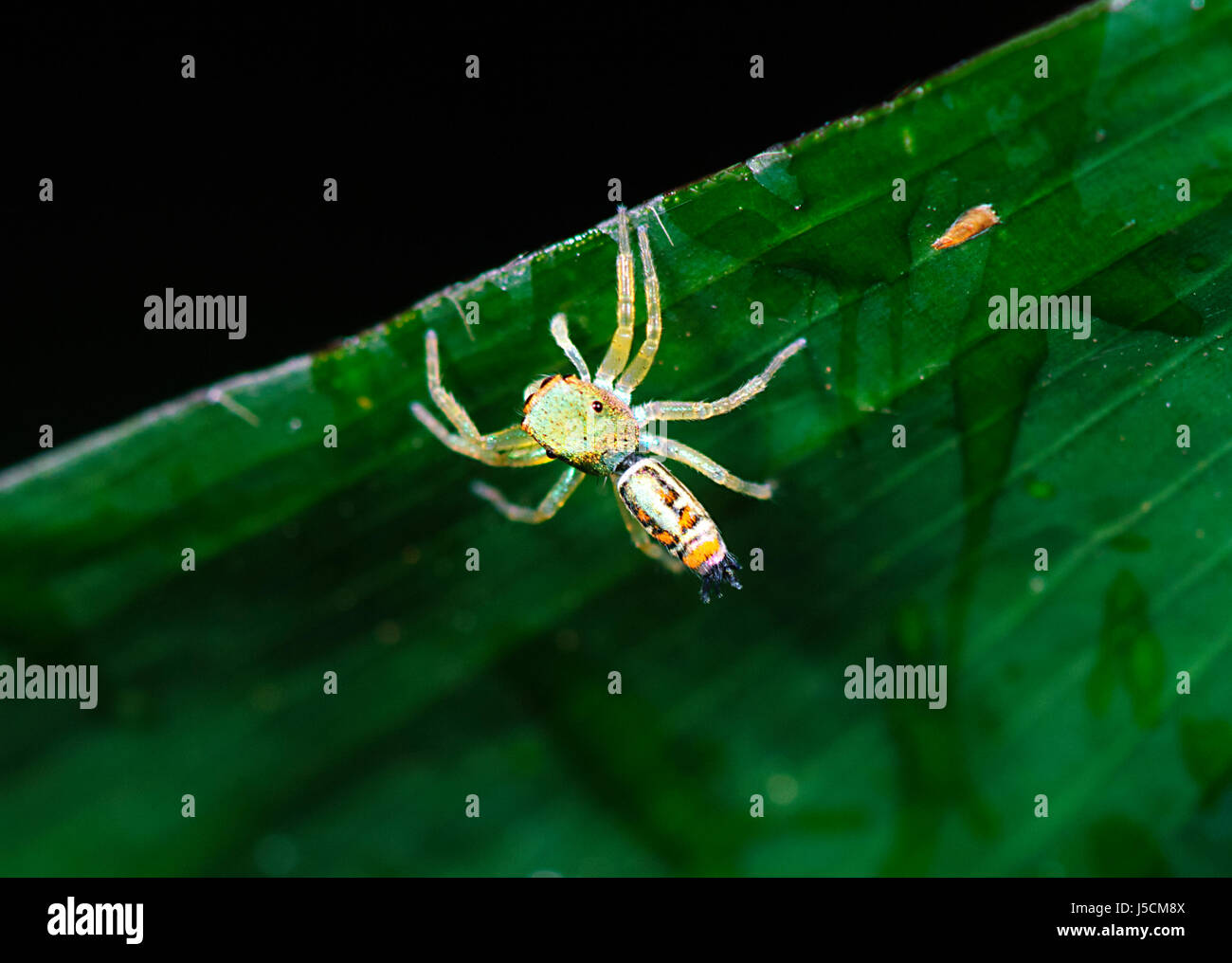 Cosmophasis micarioides -Fotos und -Bildmaterial in hoher Auflösung – Alamy