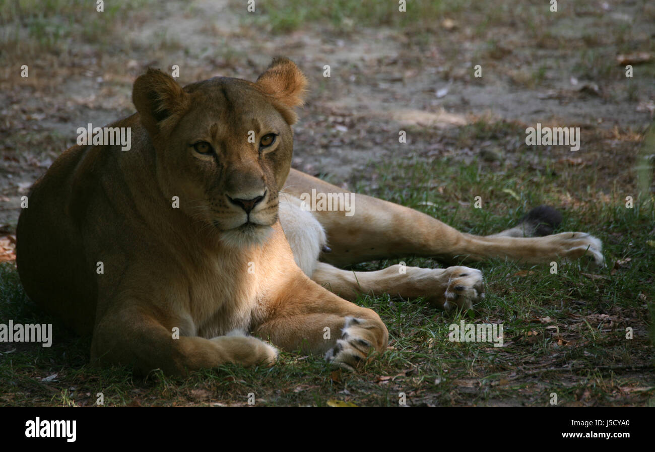 tierische Säugetier Afrika Löwe Katze Raubkatze Raubkatze Zoo Lüge ...