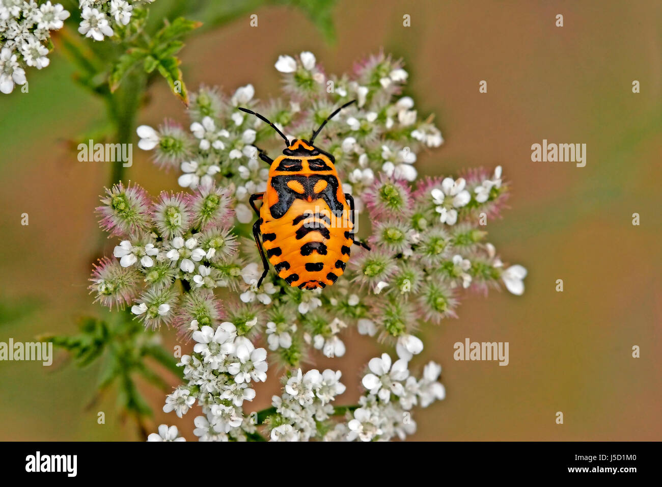 Insekten Wanze Wanzen Wanzen-Larven Insekten Wanzen Wanze Wanzenlarven ...
