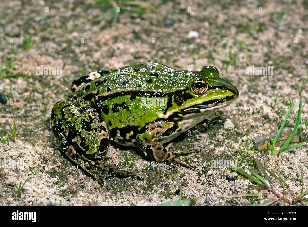 Grner frosch -Fotos und -Bildmaterial in hoher Auflösung – Alamy