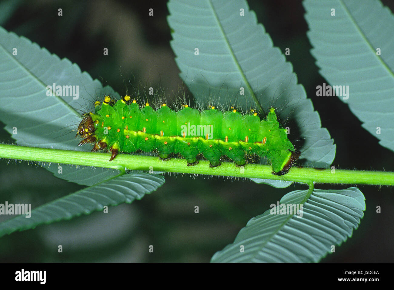 Raupe Schmetterling Schmetterlinge Schmetterlings-Raupe schmetterlinge ...
