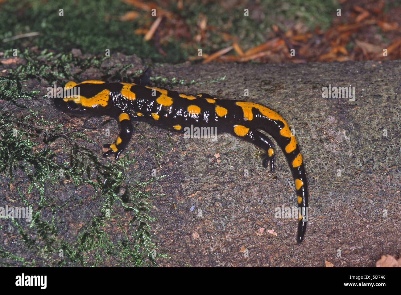 Tier Feuersalamander Salamandra Salamandra Feuer Salamander tiere ...