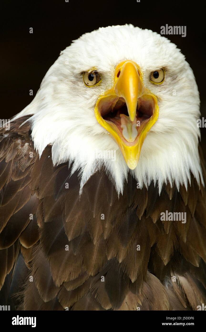 Tier, Vogel, Vögel, Raptor, Adler, Falknerei, Weikopfseeadler ...