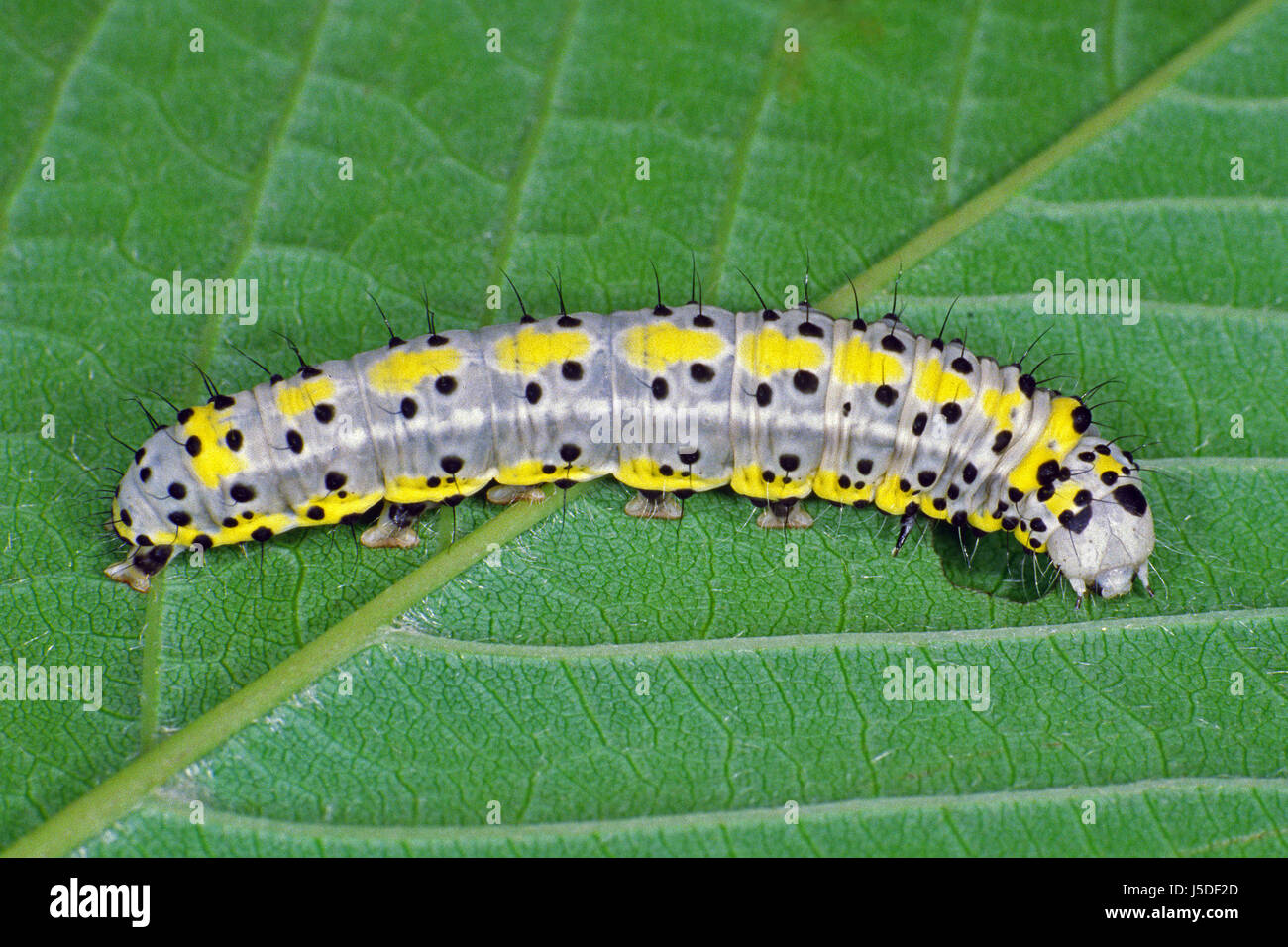 Raupe Schmetterling Schmetterlinge verlassen Motten Diloba ...