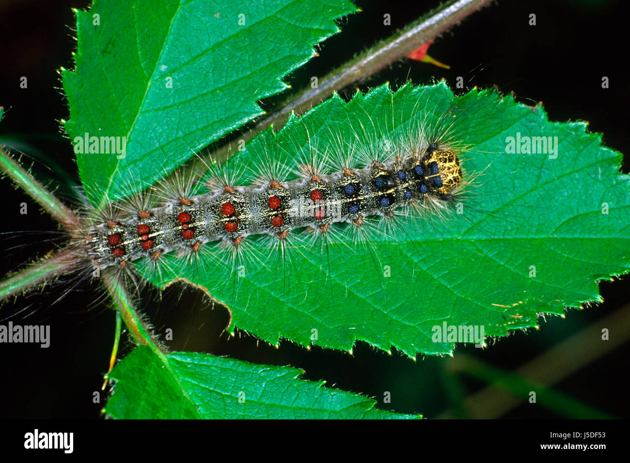Raupe Schmetterling Schmetterlinge Nachtfalter Lymantria dispar ...