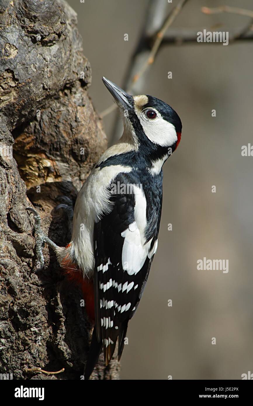 Baum Schnabel Kontrast nisten Specht Schnäbel Feder schwarz-weiß ...