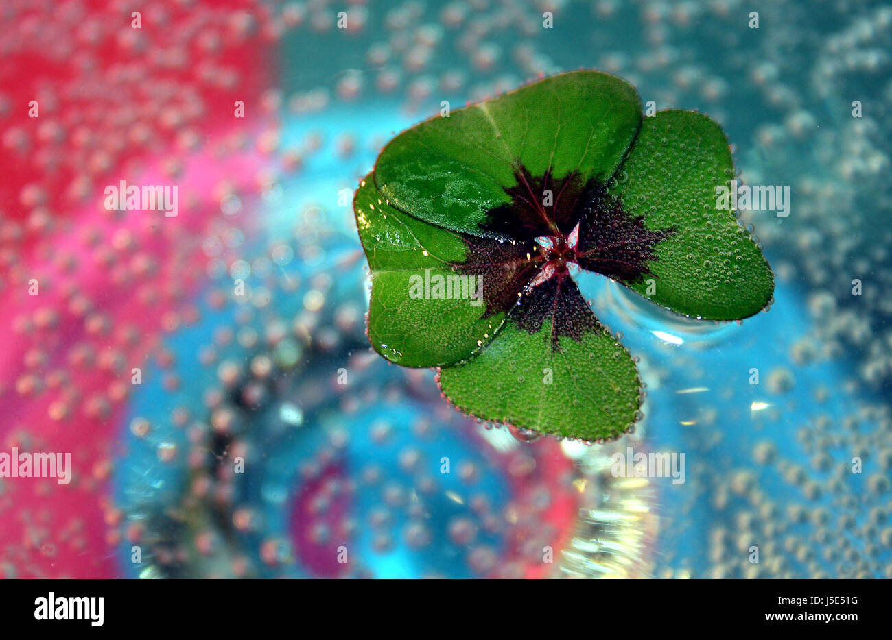 Kleeblatt wasser -Fotos und -Bildmaterial in hoher Auflösung – Alamy