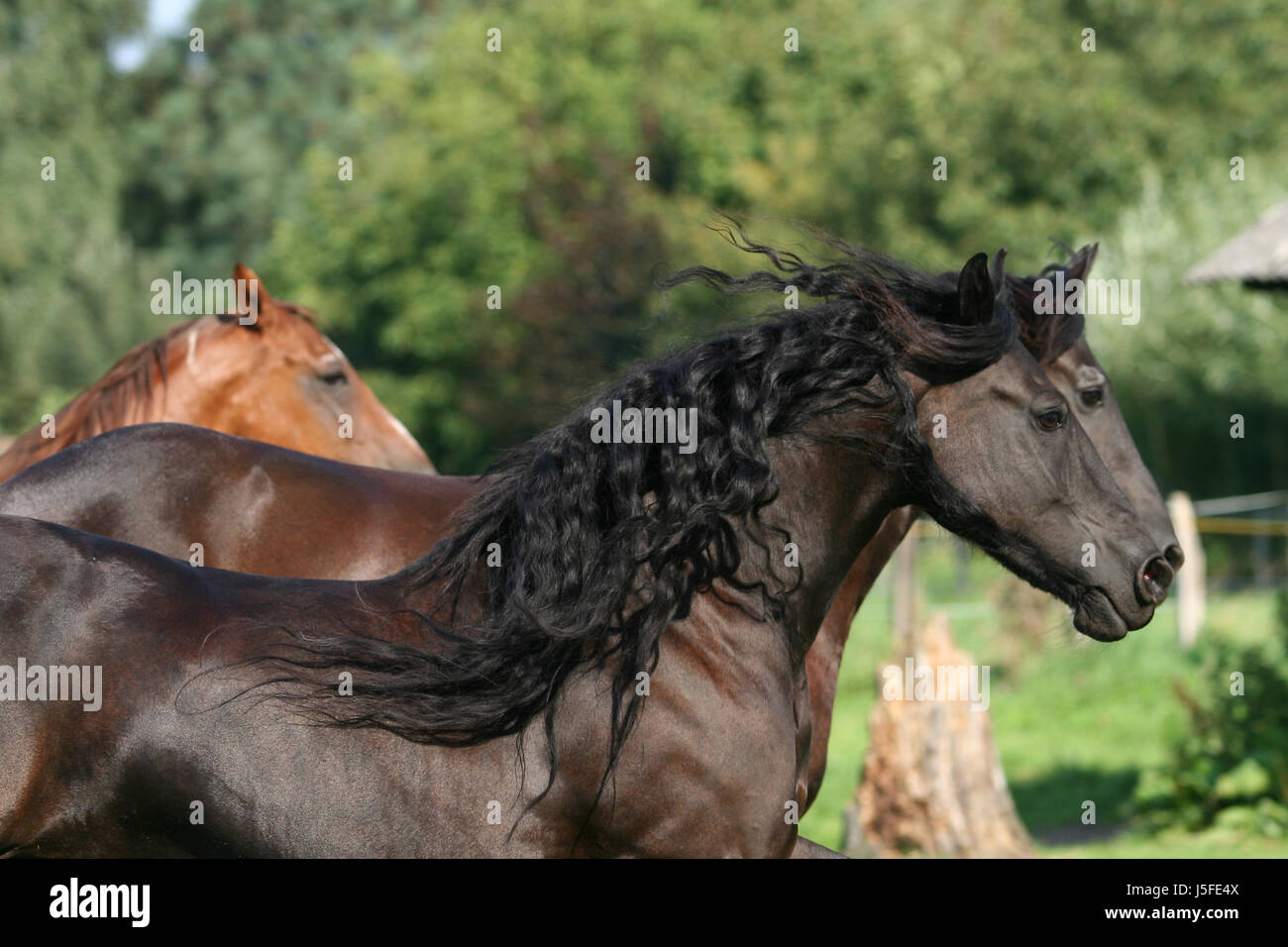 Das schwarze pferd -Fotos und -Bildmaterial in hoher Auflösung – Alamy