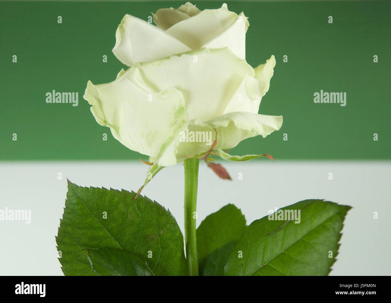 Weisse rose -Fotos und -Bildmaterial in hoher Auflösung – Alamy