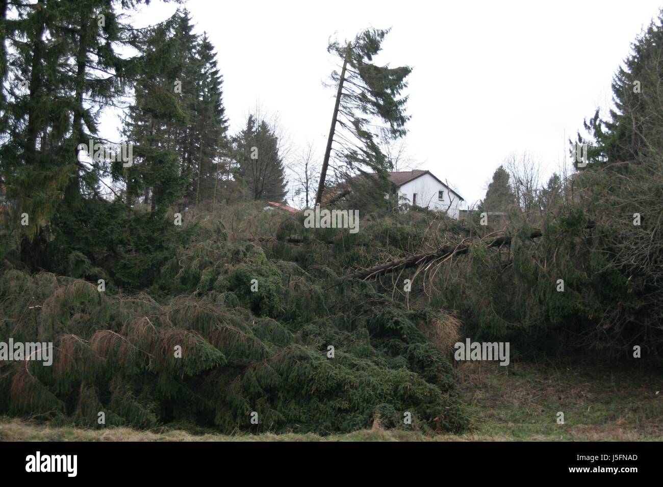 Storm kyrill forest -Fotos und -Bildmaterial in hoher Auflösung – Alamy