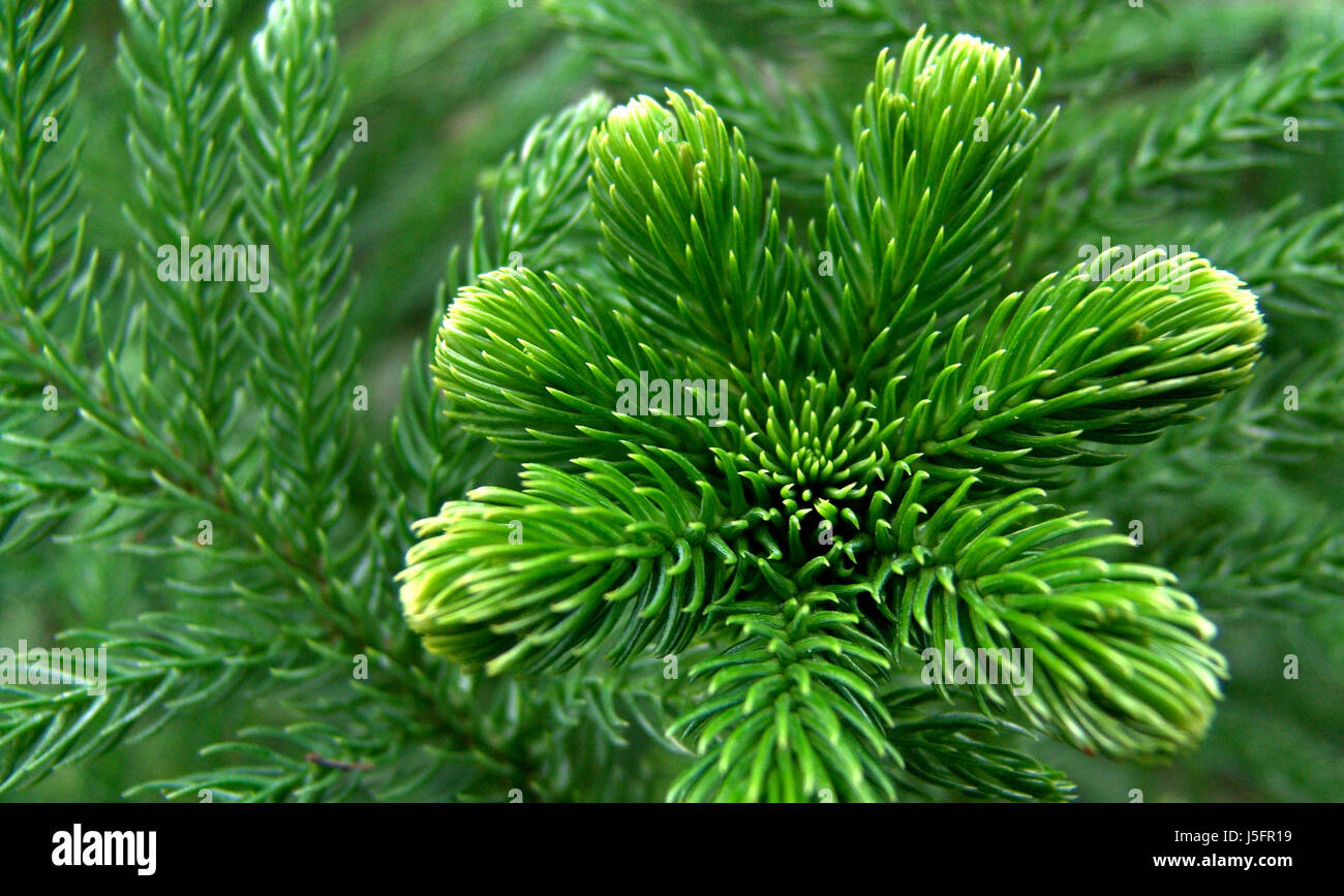 Araukarie - Araucaria heterophylla Stockfotografie - Alamy