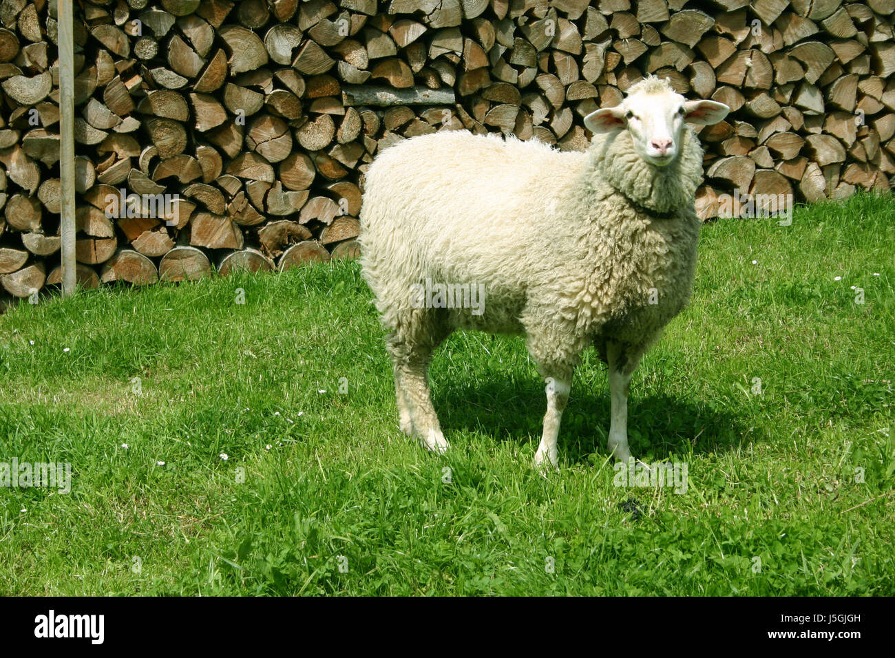 Dolly klon schaf -Fotos und -Bildmaterial in hoher Auflösung – Alamy