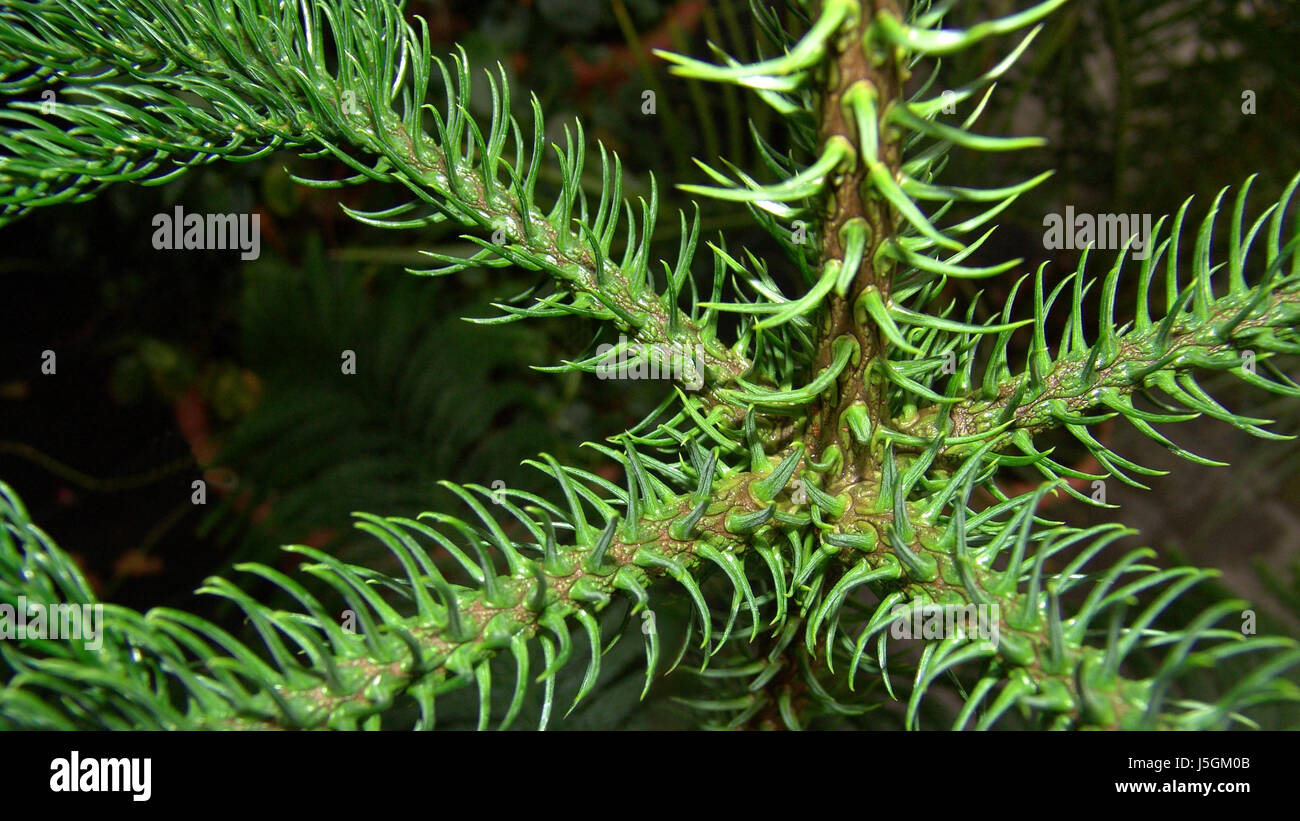 Araucaria heterophylla zimmertanne -Fotos und -Bildmaterial in hoher ...